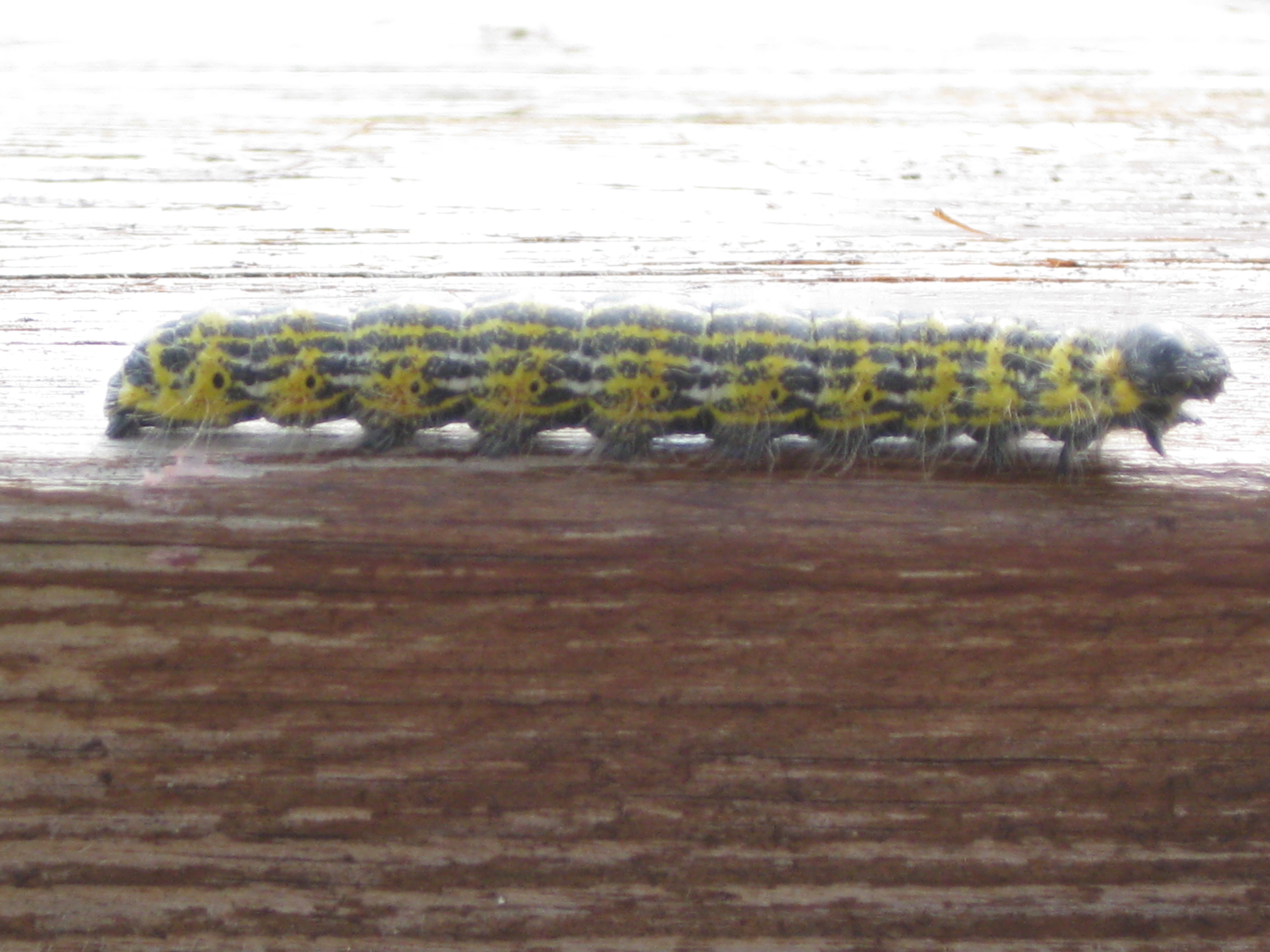 Vroege vogels Foto - Geleedpotigen - rups