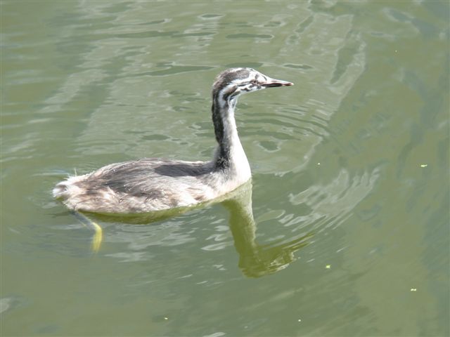 Vroege vogels Foto - Vogels - Fuut in pubertijd