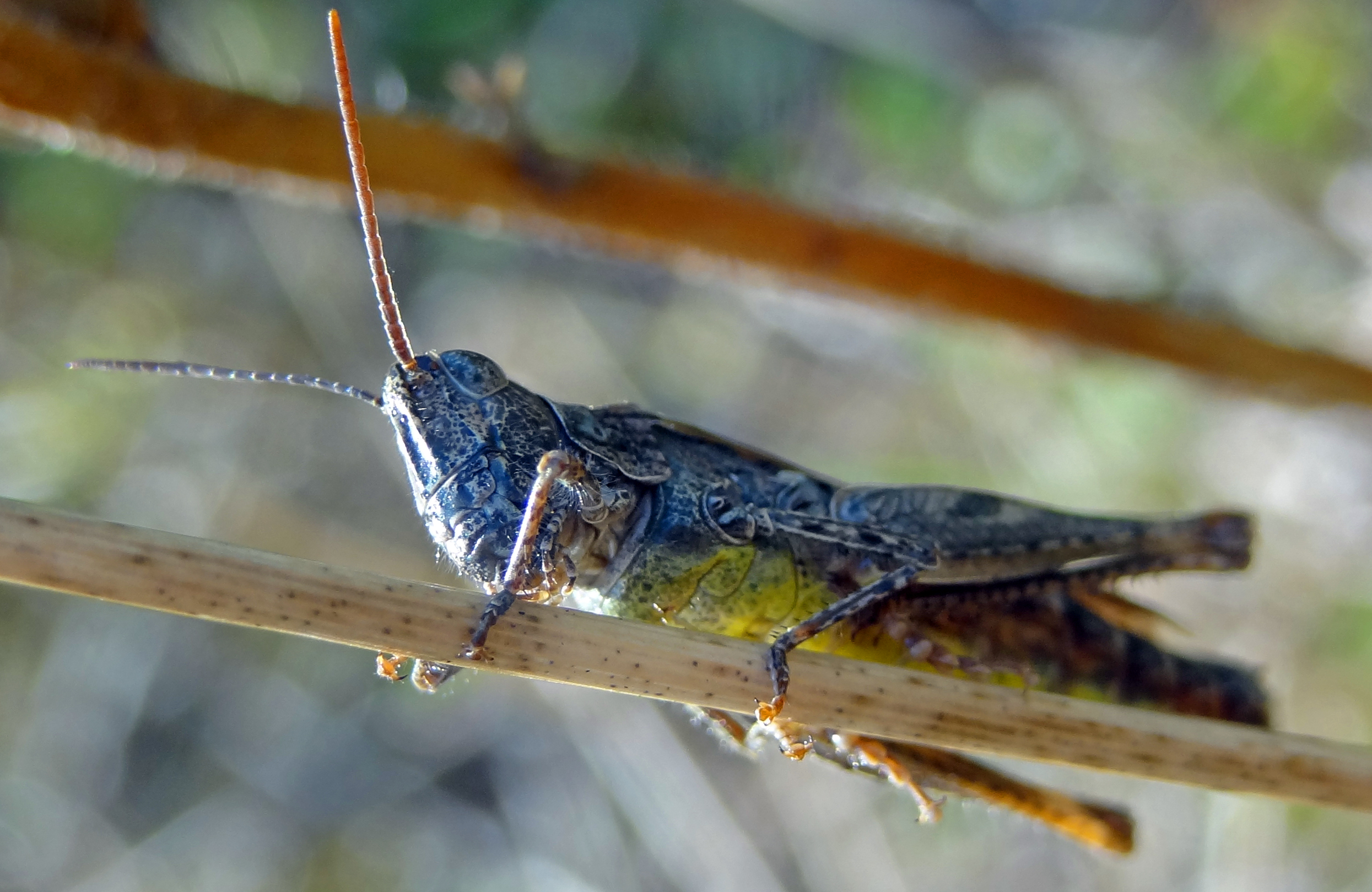 Vroege vogels Foto - Geleedpotigen - Sprinkhaan