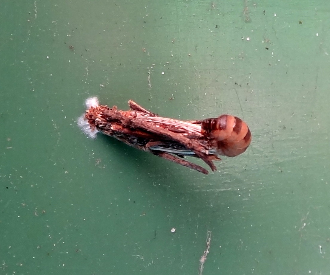 Vroege vogels Foto - Geleedpotigen - Zakjesdrager of zakdragers ...