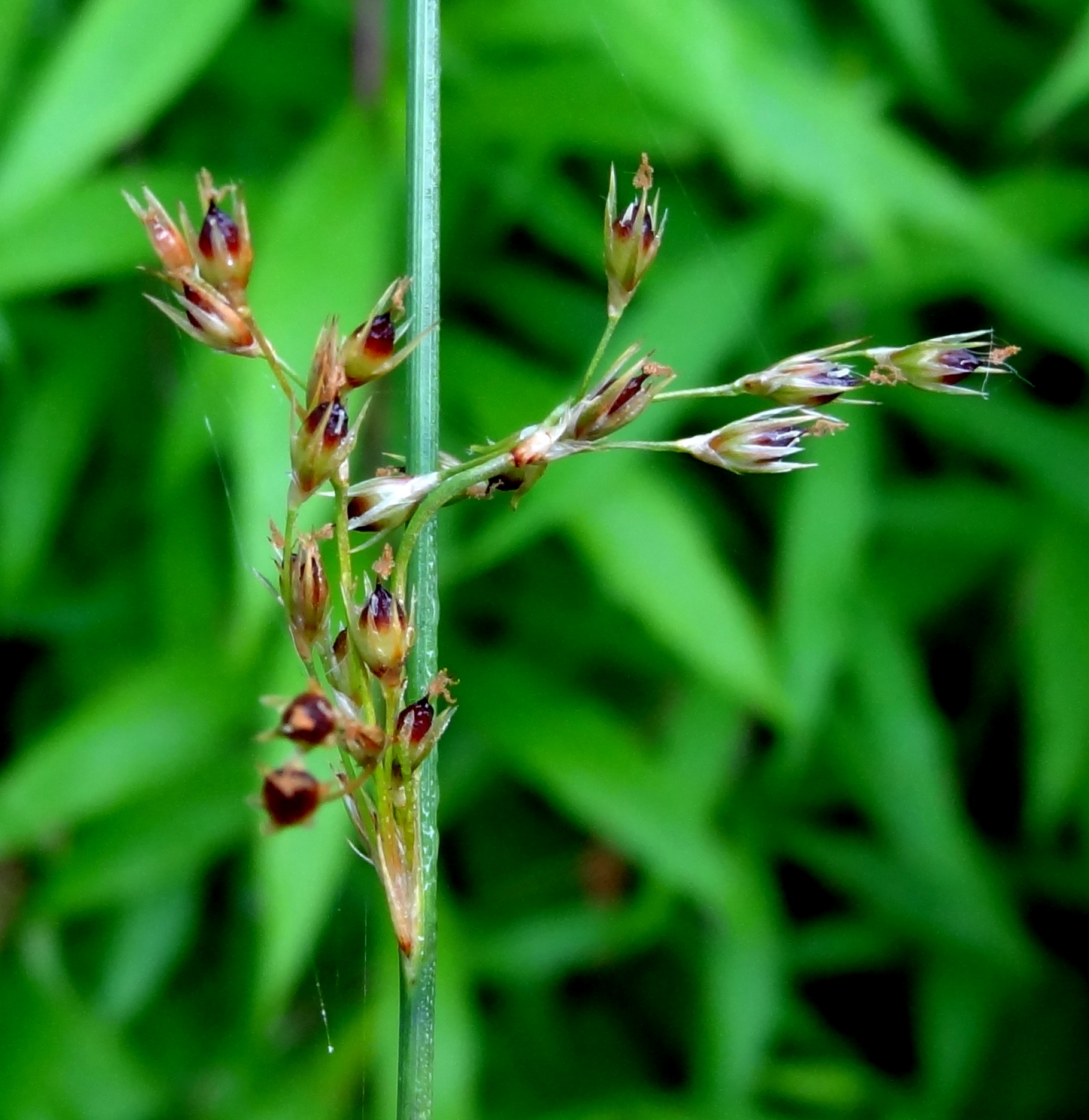 Vroege vogels Foto - Weer en landschap - Eén Biezeknop...