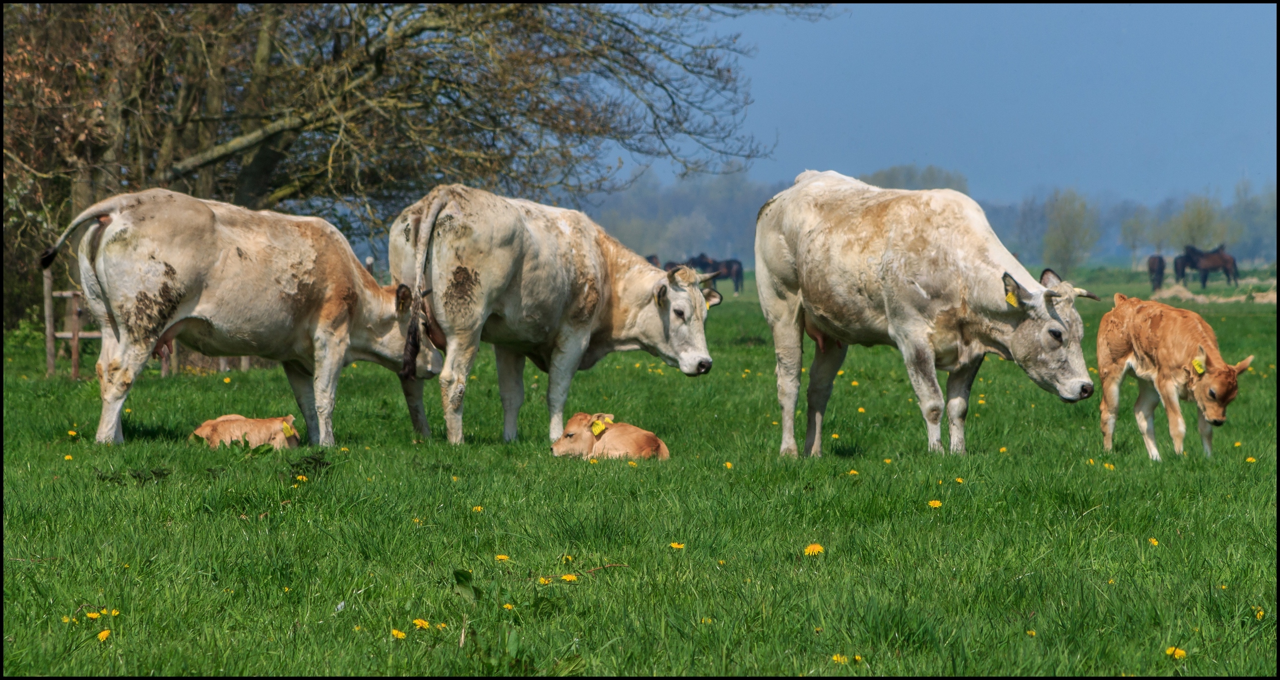 Vroege vogels Foto - Zoogdieren - De eerste kalfjes gespot.
