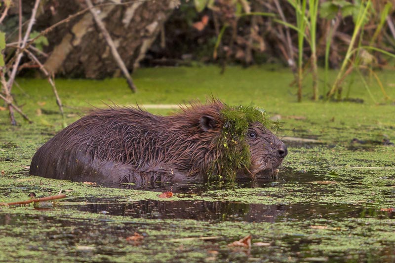 Vroege vogels Foto - Zoogdieren - bever