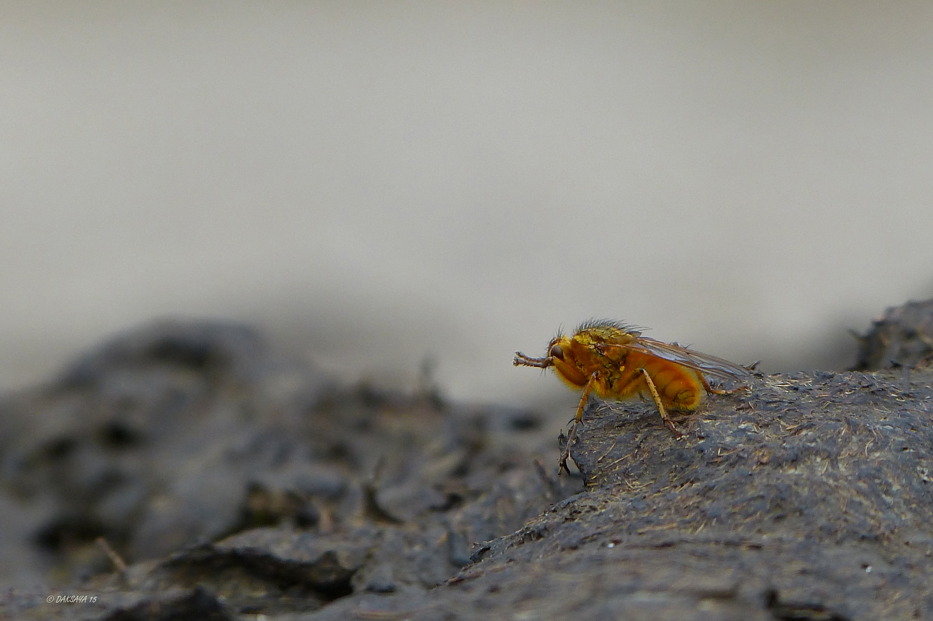 Vroege vogels Foto - Geleedpotigen - Strontje in het oog