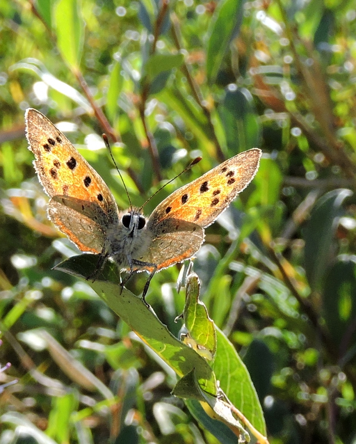 Vroege vogels Foto - Geleedpotigen - Fragiel