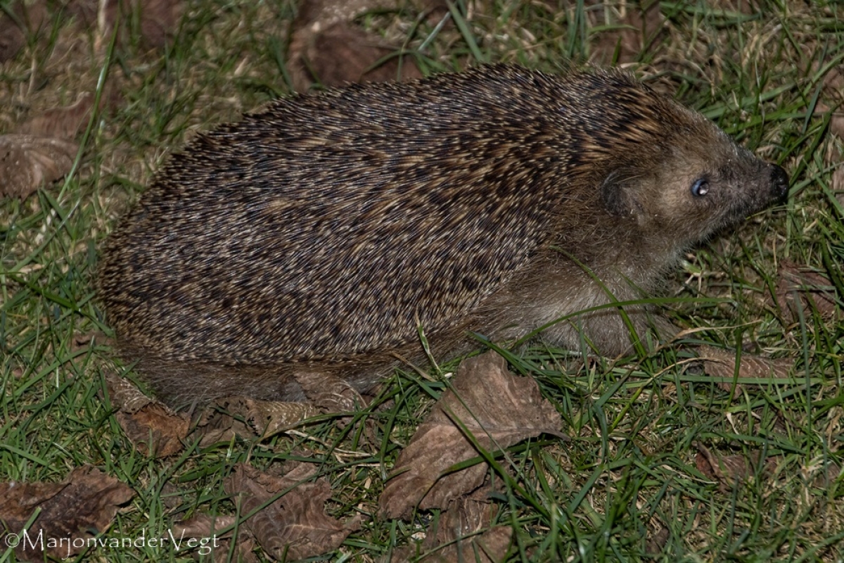 Vroege vogels Foto - Zoogdieren - Hardloper