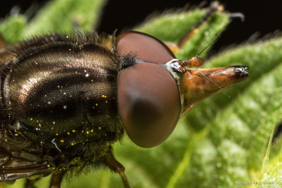 Vroege vogels Foto - Geleedpotigen - Neusvlieg