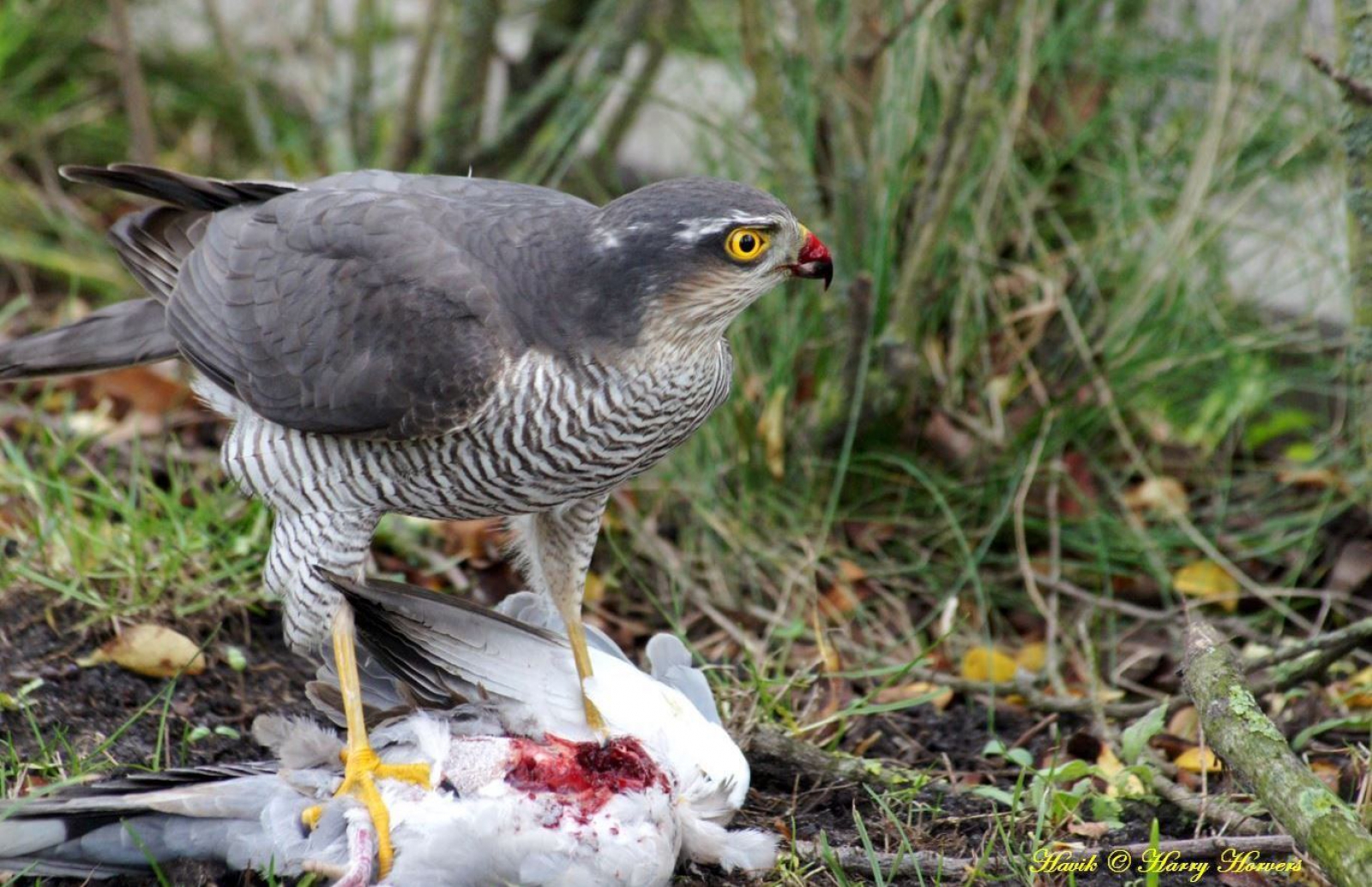 Vroege vogels Foto - Vogels - Havik met prooi