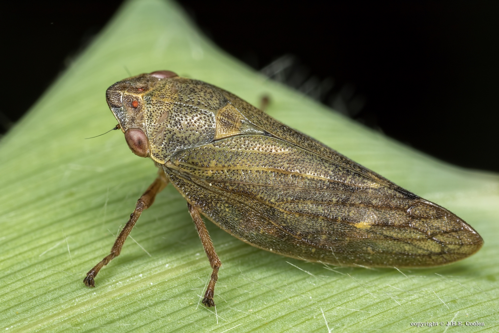 Vroege vogels Foto - Geleedpotigen - Cicade