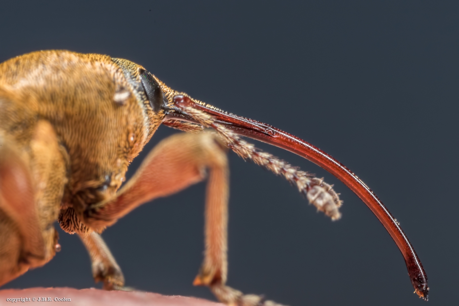 Vroege vogels Foto - Geleedpotigen - Snuitje