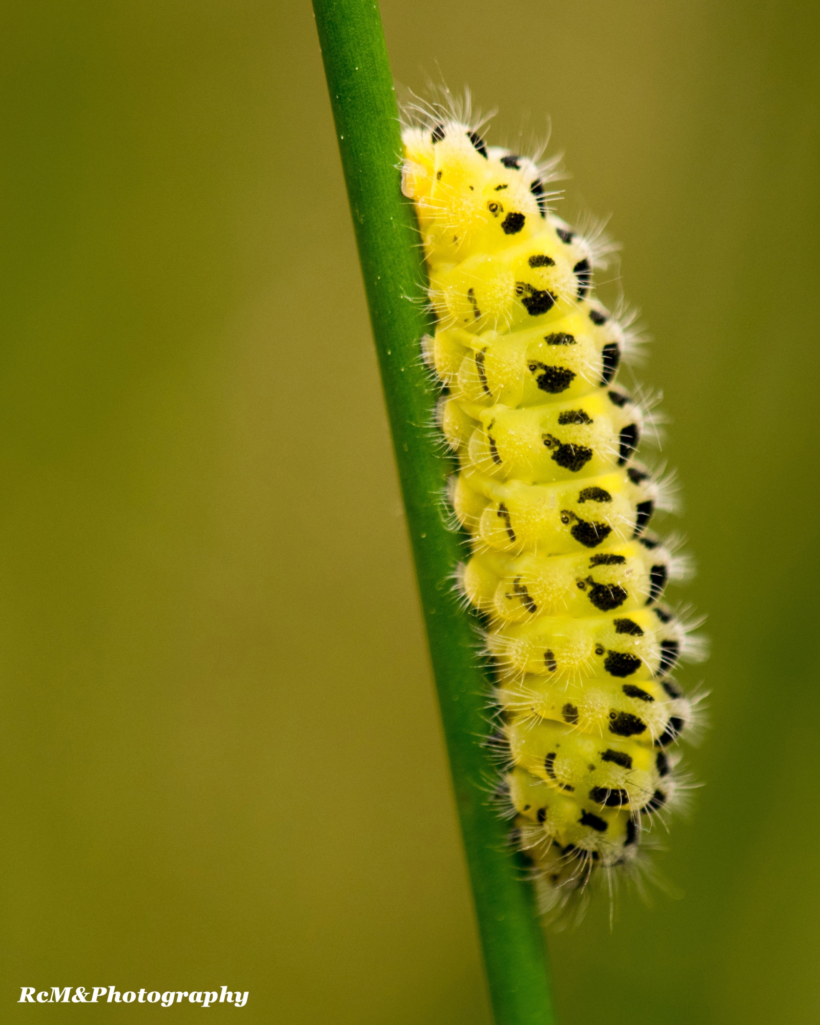 Vroege vogels Foto - Geleedpotigen - Rups.