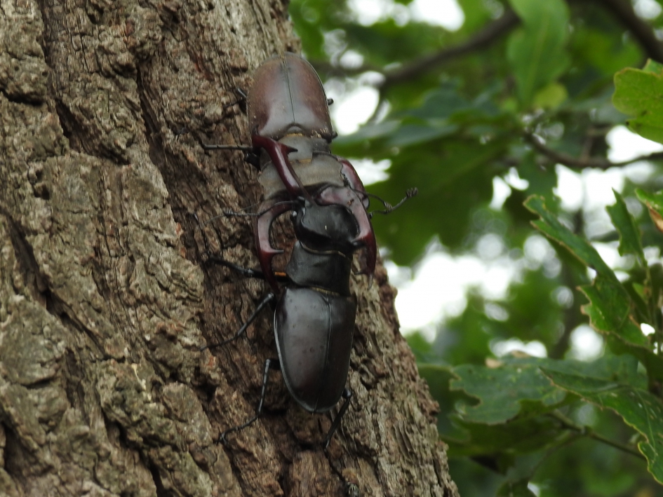Vroege vogels Foto - Geleedpotigen - Vechtende mannetjes van het ...