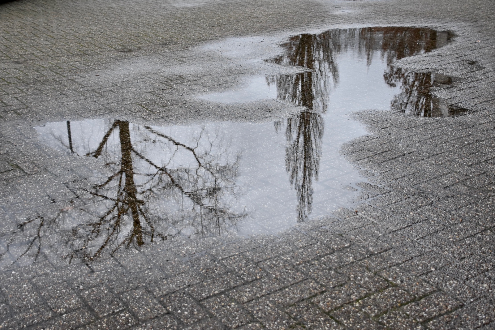 Vroege vogels Foto - Weer en landschap - Bomen spiegelen in de plassen ...