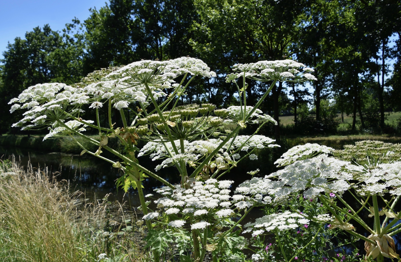Vroege vogels Foto - Planten - Berenklauw