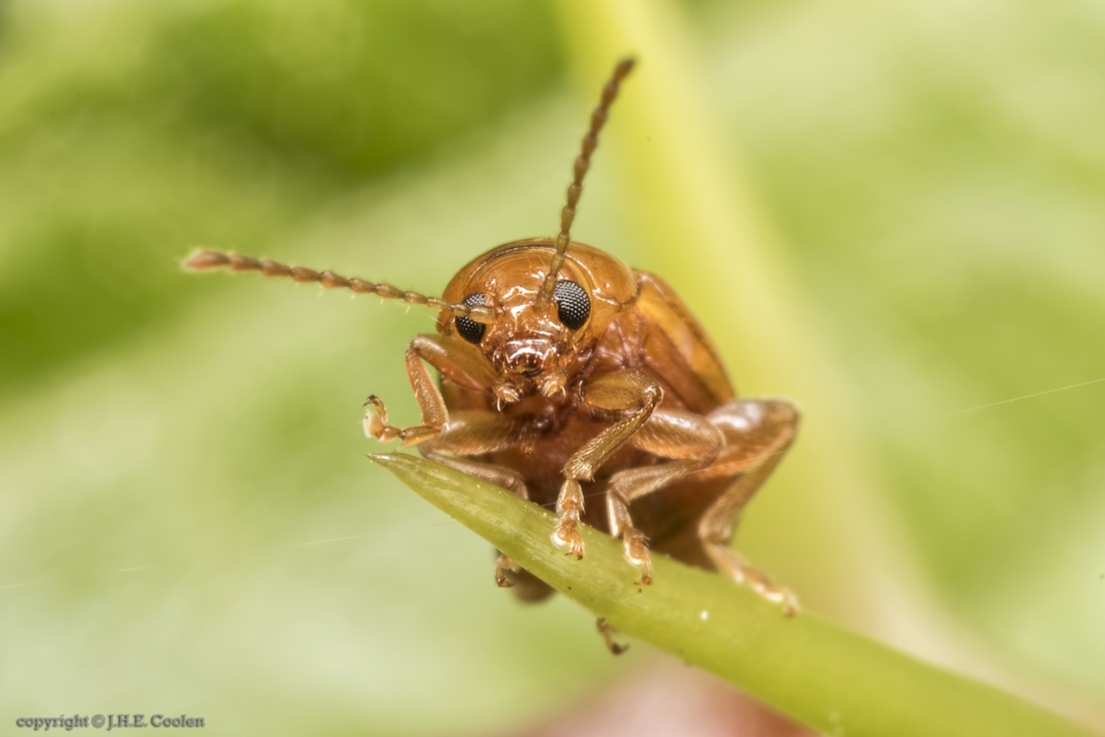 Vroege vogels Foto - Geleedpotigen - Distelaardvlo (Sphaeroderma testaceum)