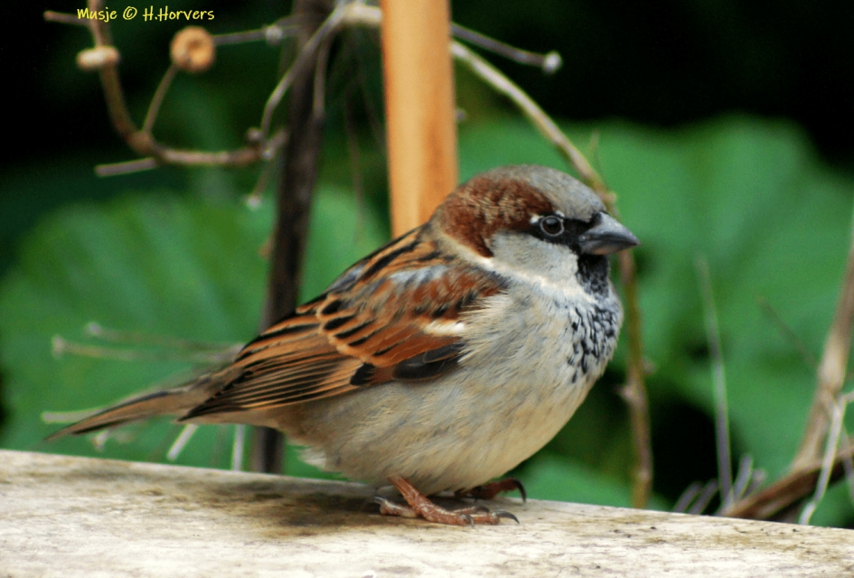 Vroege vogels Foto - Vogels - Musje