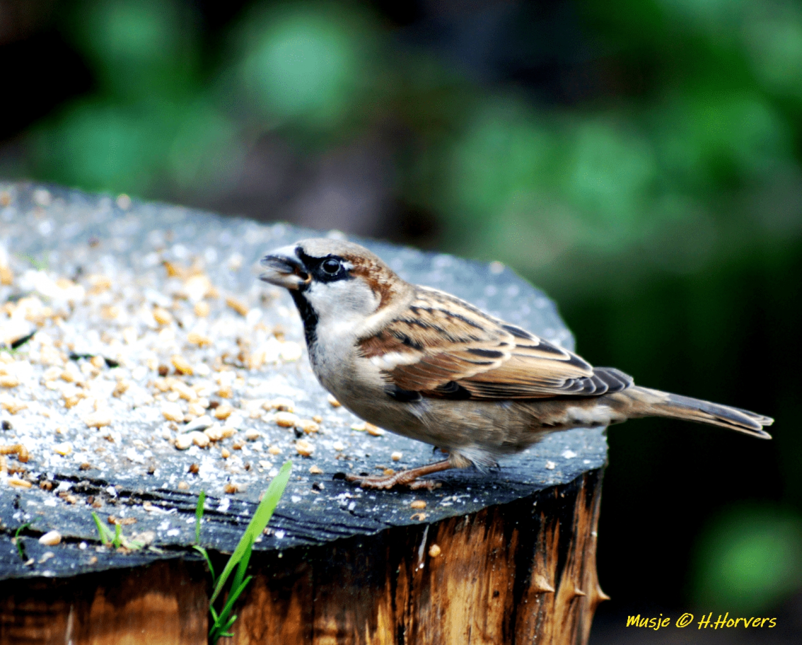 Vroege vogels Foto - Vogels - Musje