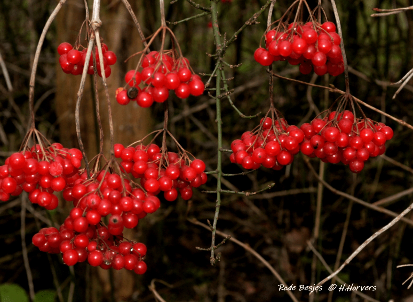 Vroege vogels Foto - Planten - Rode Bessen