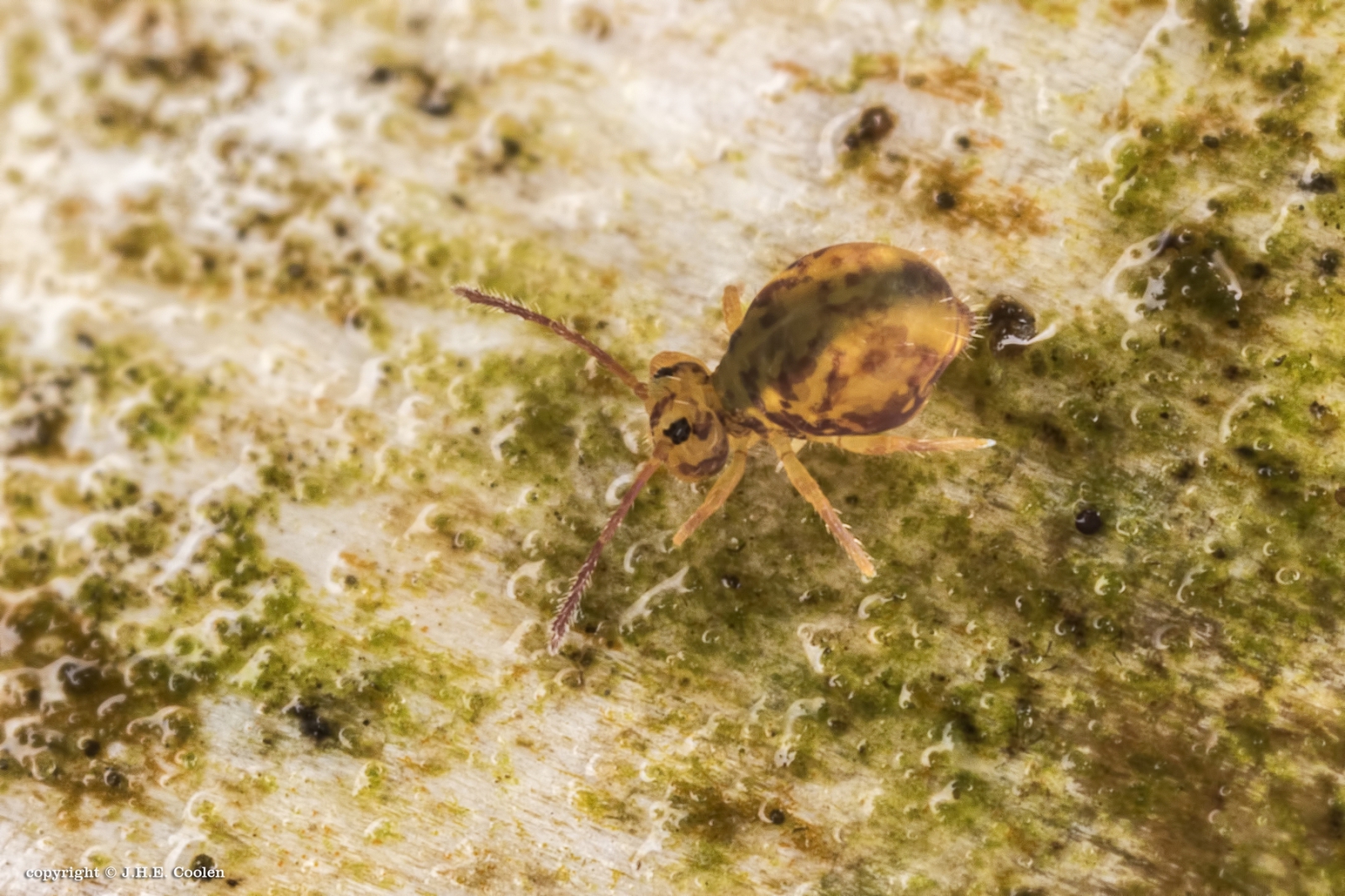 Vroege vogels Foto - Geleedpotigen - Springstaartje