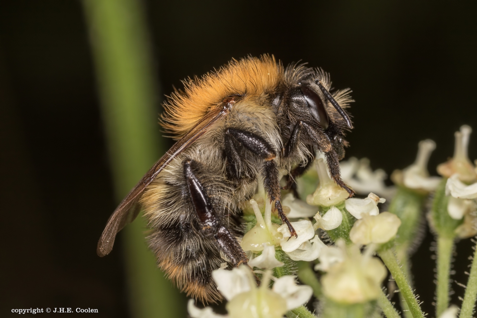 Vroege vogels Foto - Geleedpotigen - Akkerhommel (Bombus pascuorum)