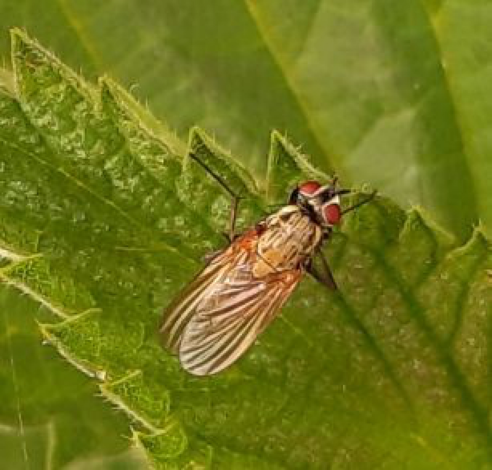 Vroege vogels Foto - Geleedpotigen - Vlieg
