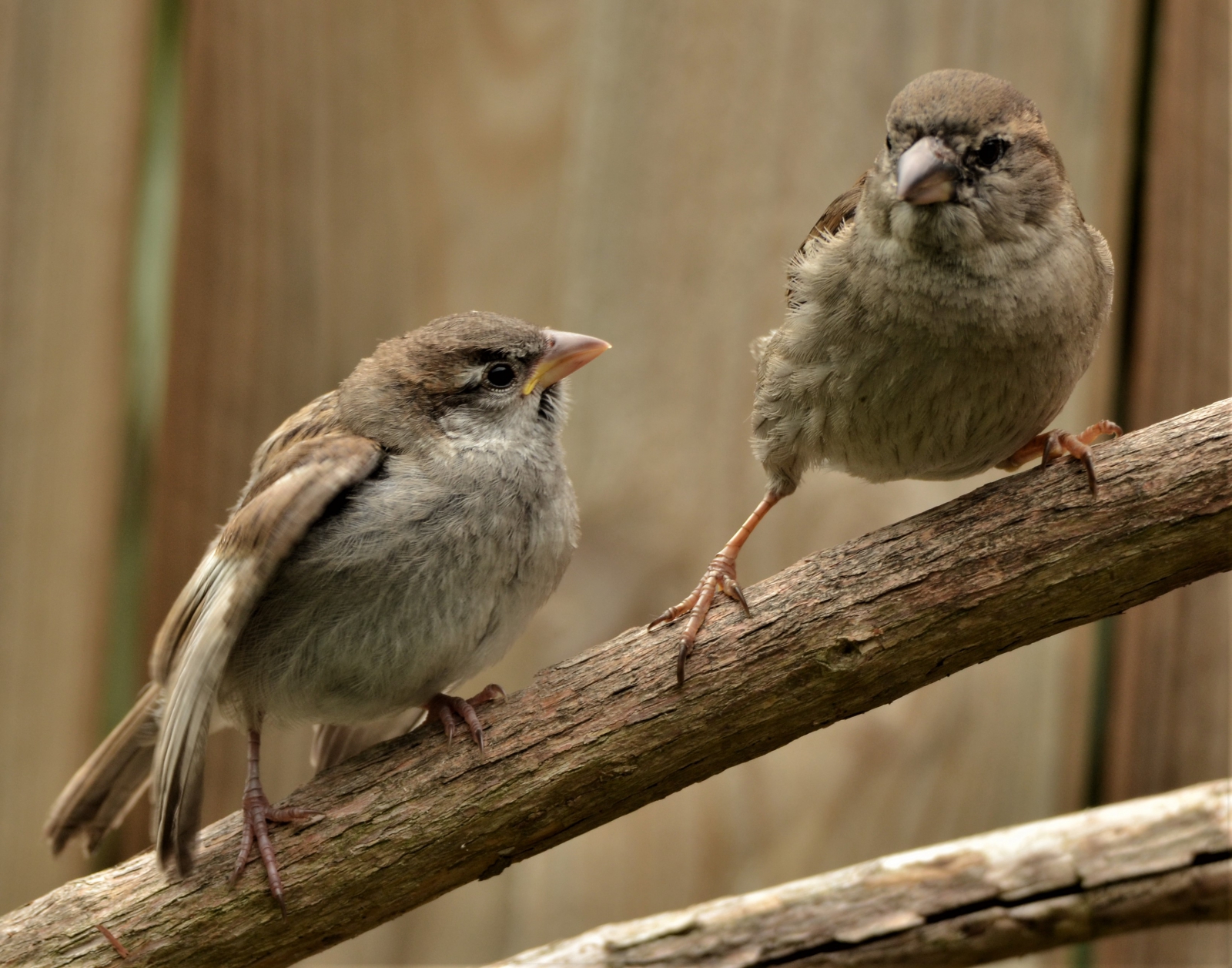 Vroege Vogels Foto Vogels Musjes Vroege Vogels Foto Vogels Musjes