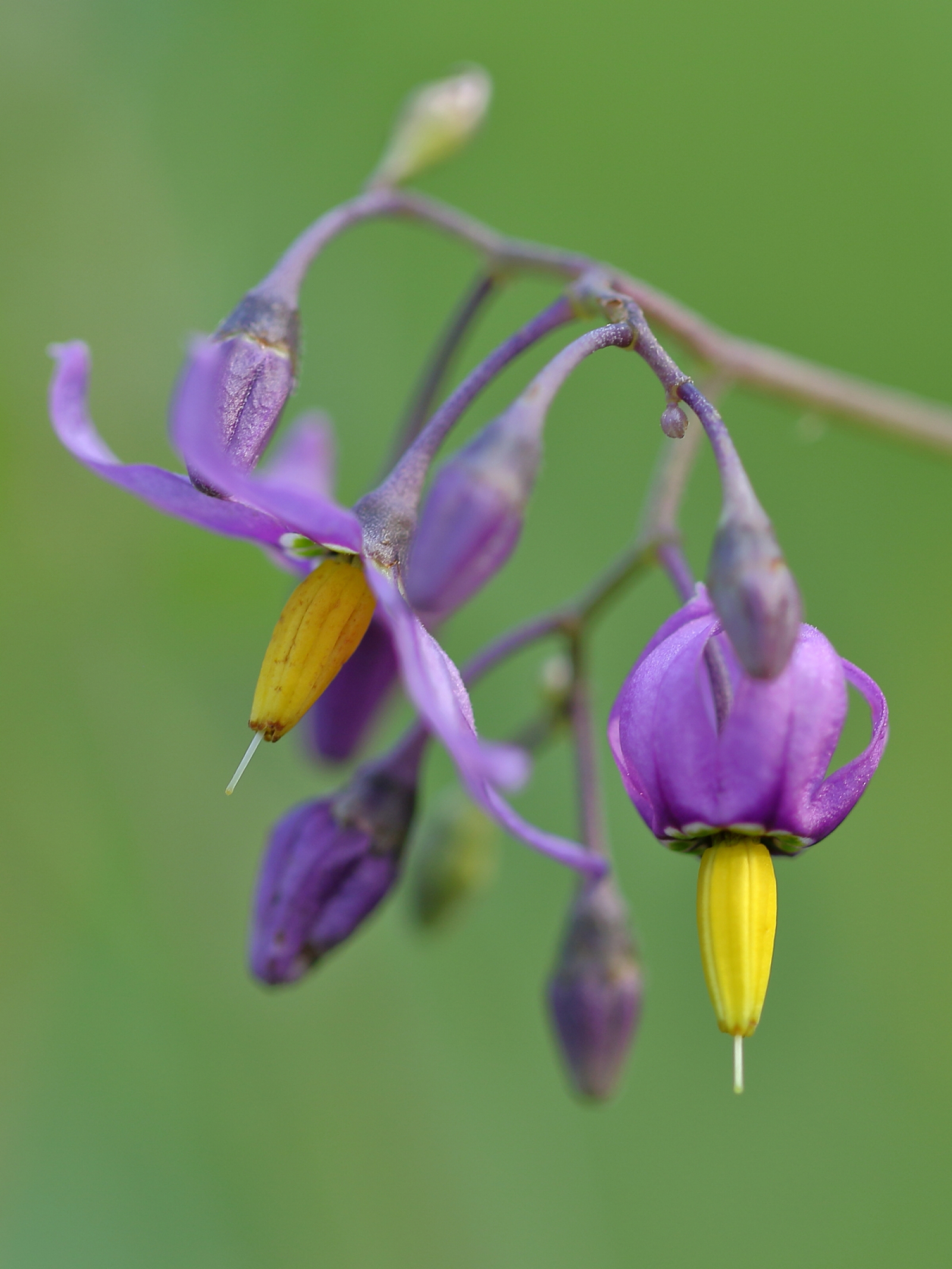 Vroege vogels Foto - Planten - bitterzoet