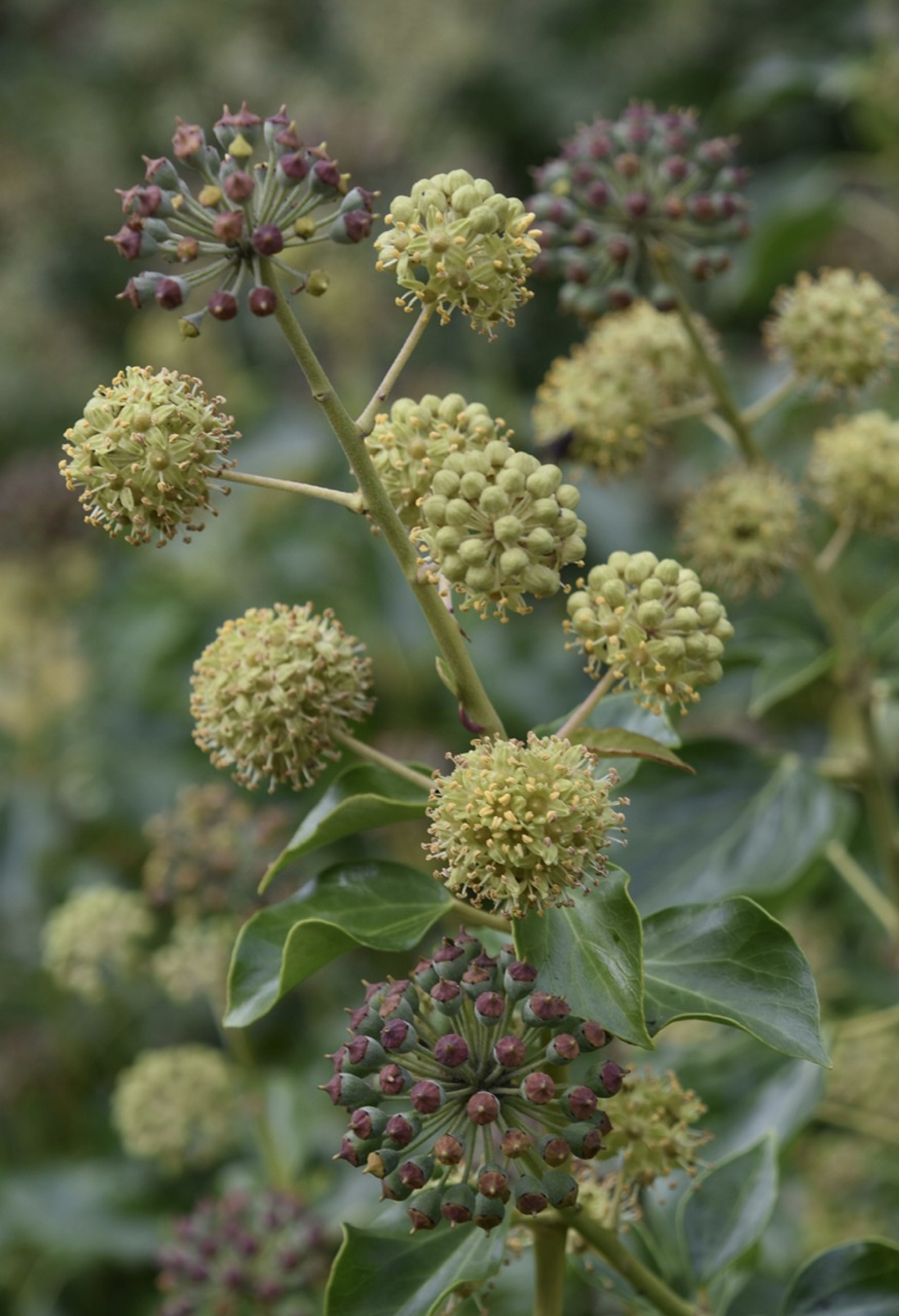Vroege vogels Foto - Planten - Het lijken wel corona bolletjes