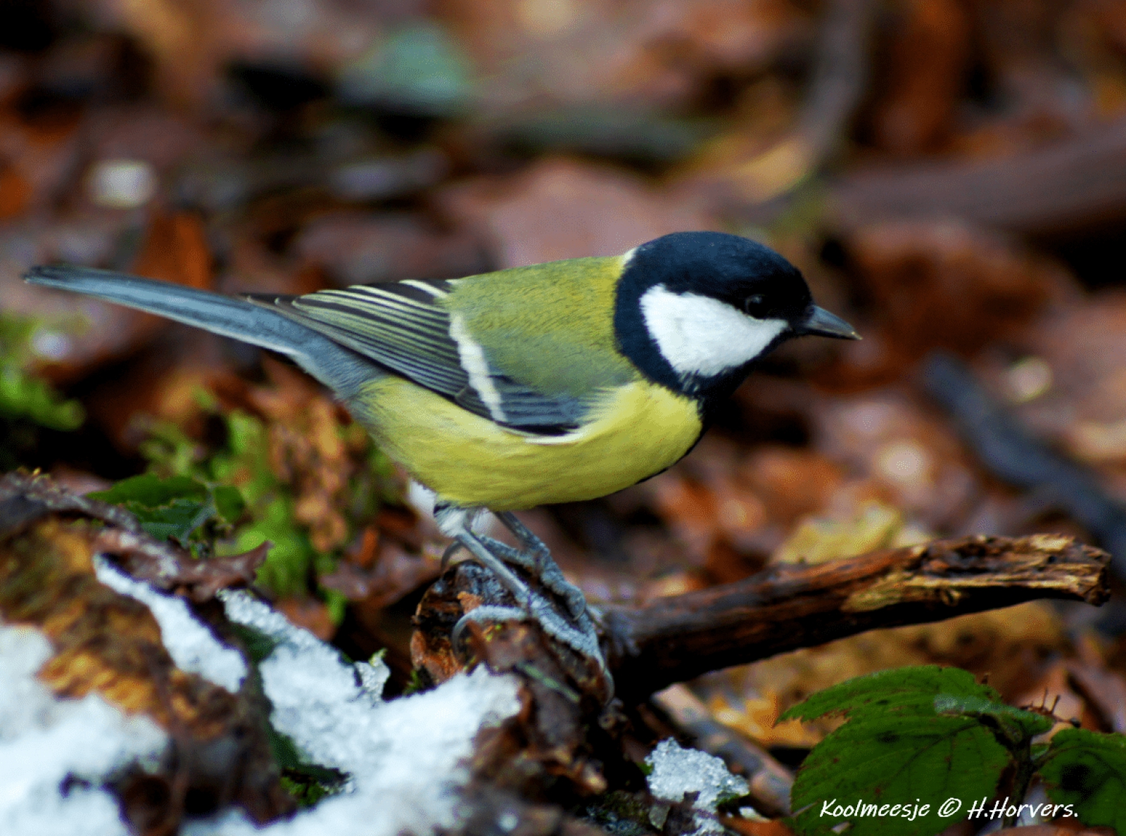 Vroege vogels Foto - Vogels - Koolmeesje
