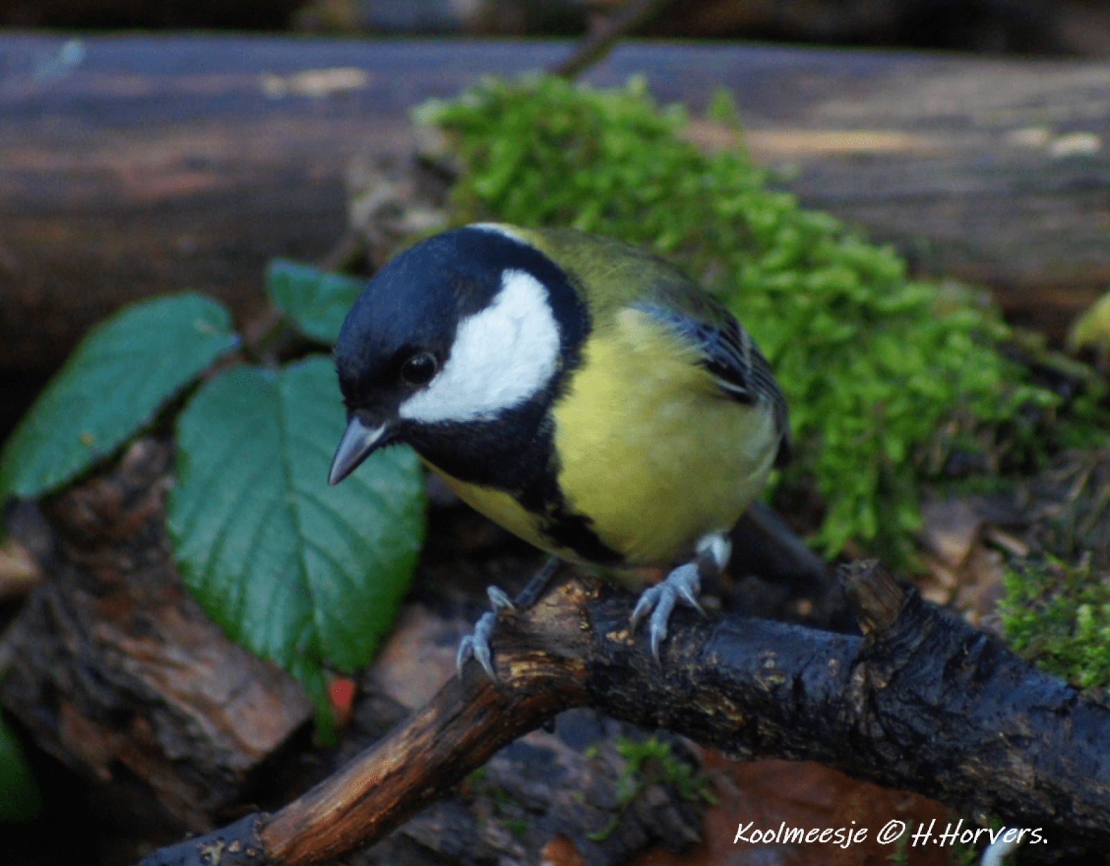 Vroege vogels Foto - Vogels - Koolmeesje