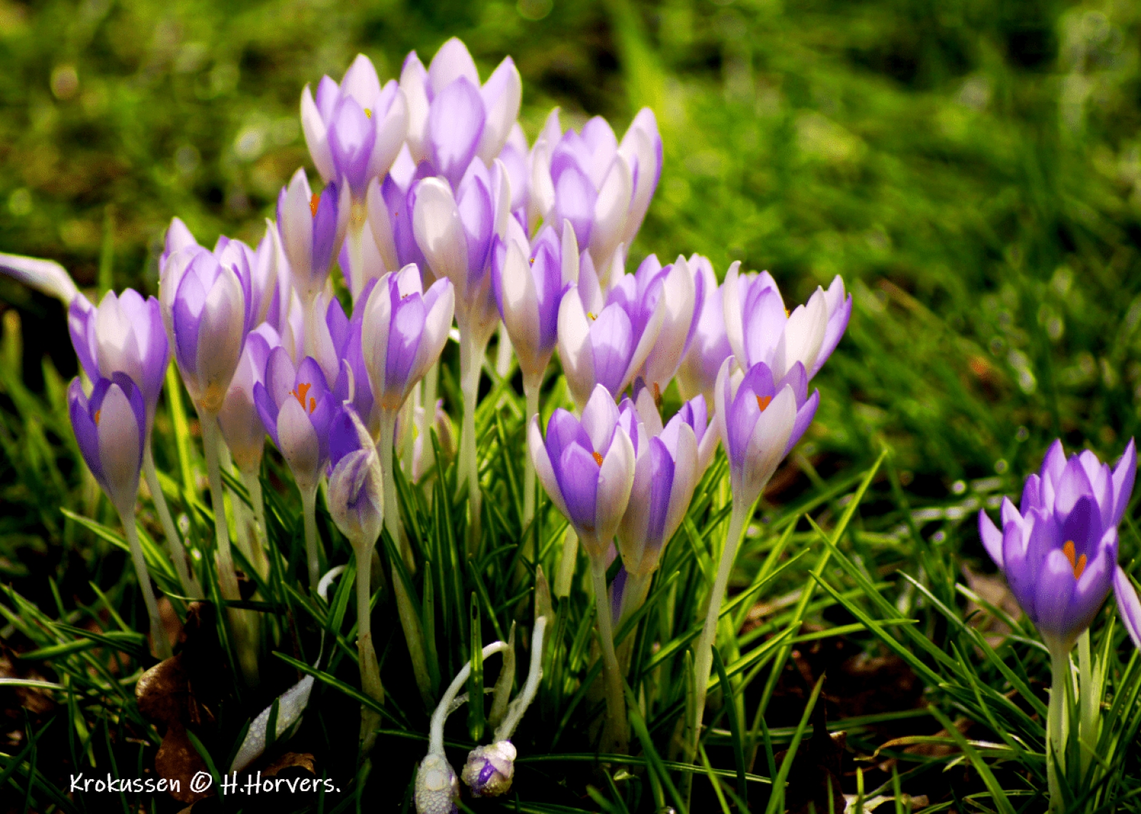 Vroege vogels Foto - Planten - Krokussen