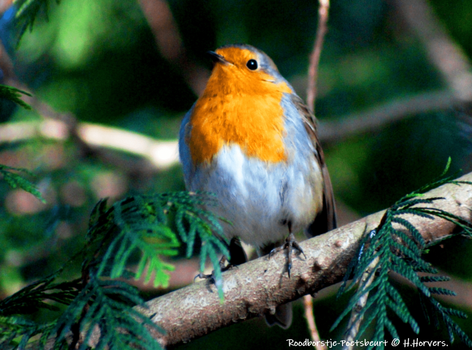 Vroege vogels Foto - Vogels - Roodborstje.