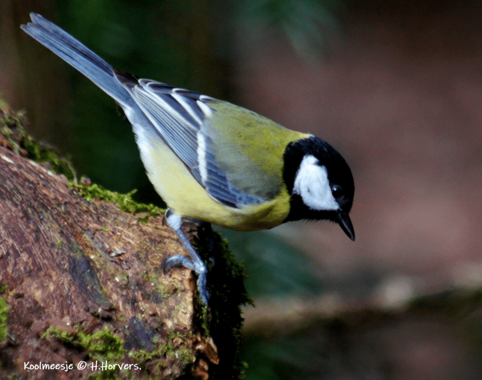 Vroege vogels Foto - Vogels - Koolmeesje