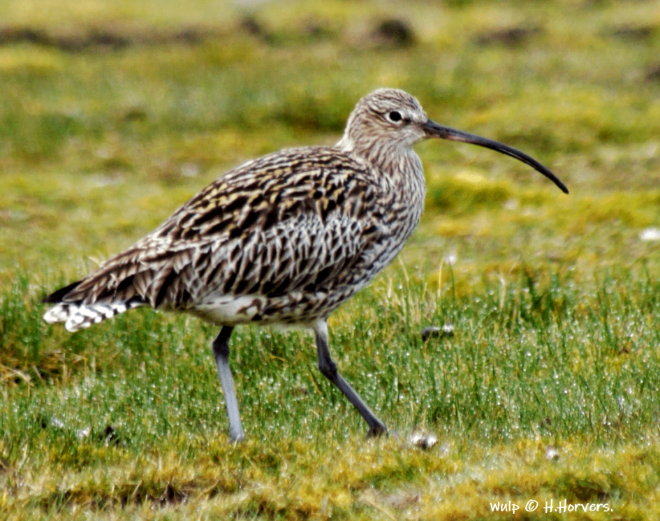 Vroege vogels Foto - Vogels - Wulp