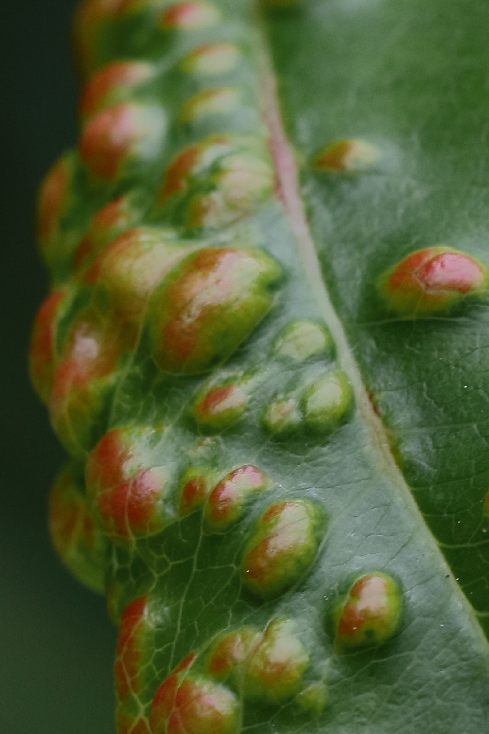 Vroege vogels Foto - Planten - vogelkersbladblaasjes