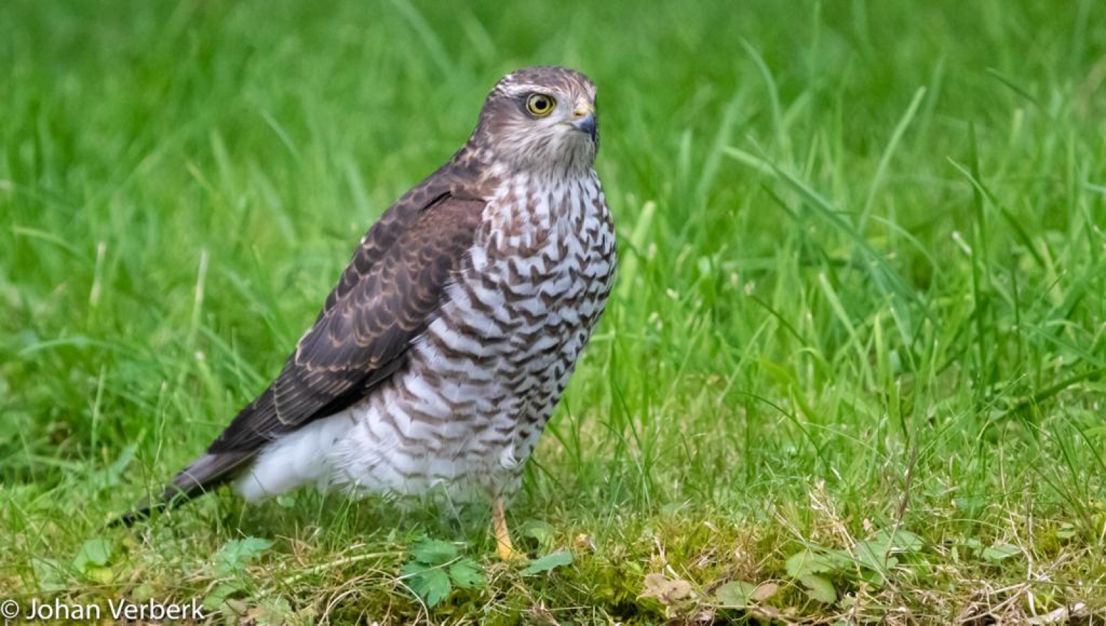 Vroege vogels Foto - Vogels - Sperwer