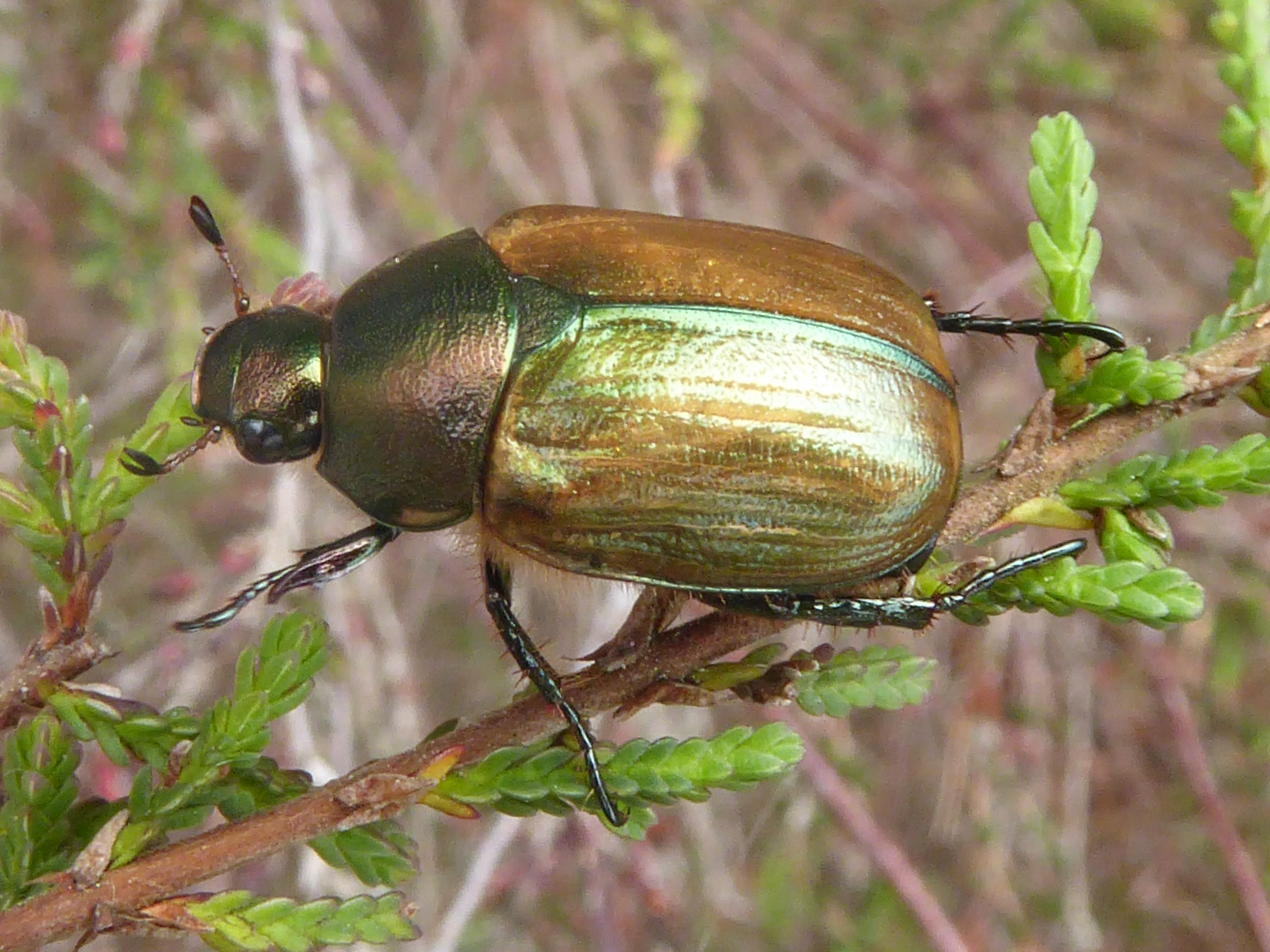 Vroege vogels Forum - Welke insecten?