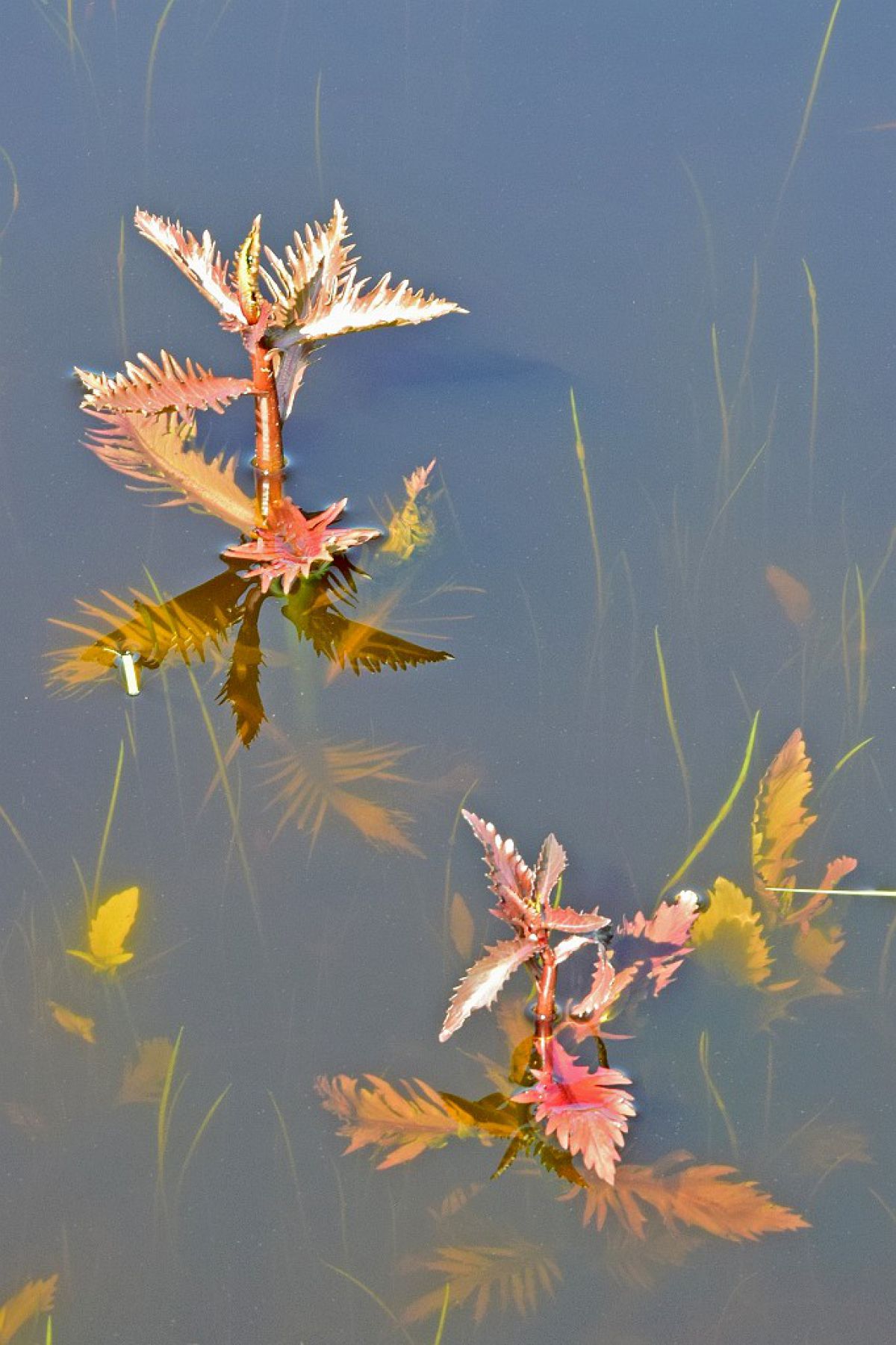 Vroege vogels Forum - Onbekende Waterplant